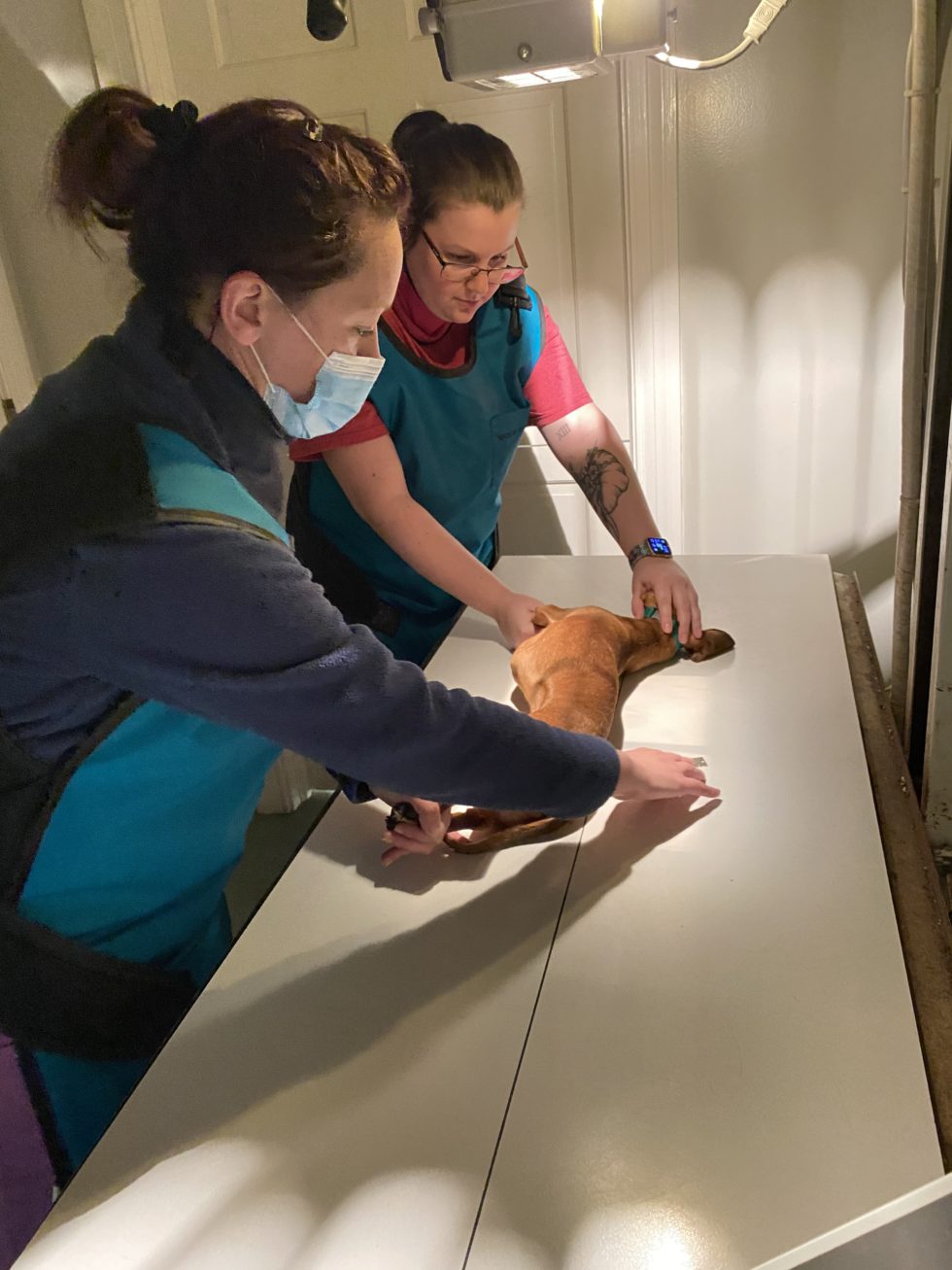 Wilson, NC 27893 Veterinarian - Brentwood Veterinary Center