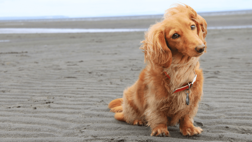 Pet Drop Off Form in Wilson, NC | Brentwood Veterinary Center